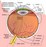 Important Parts of The Eye And Their Functions | Barrett Eubanks, M.D.